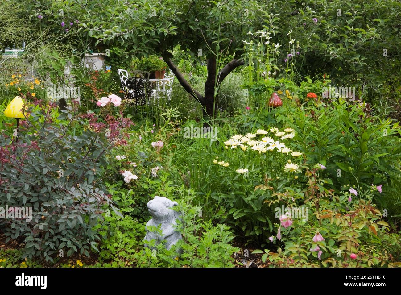 English border with Rosa - Rose bush, yellow Leucanthemum vulgare ...