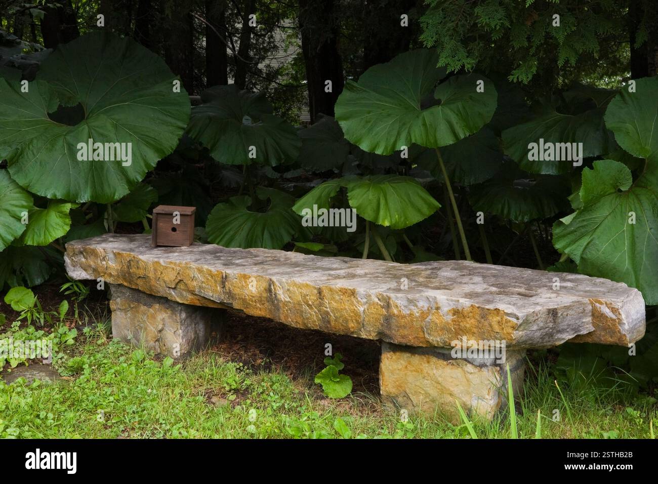 Natural cut stone sitting bench and Petasites japonicus - Butterbur in ...