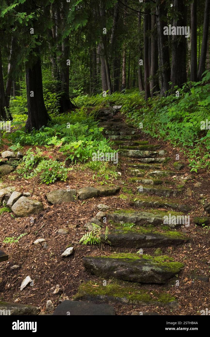 Path of natural stone steps in undergrowth leading into forest of ...