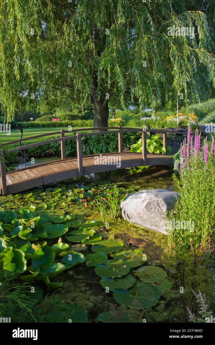 Salix - Weeping Willow tree and brown wooden footbridge over pond with ...