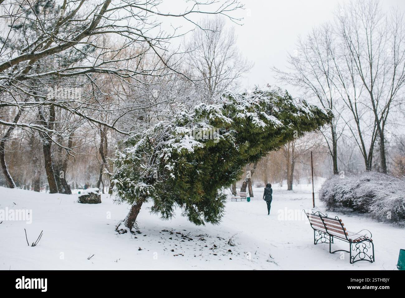 Thuja leaned over the bench in a snowy park Stock Photo - Alamy