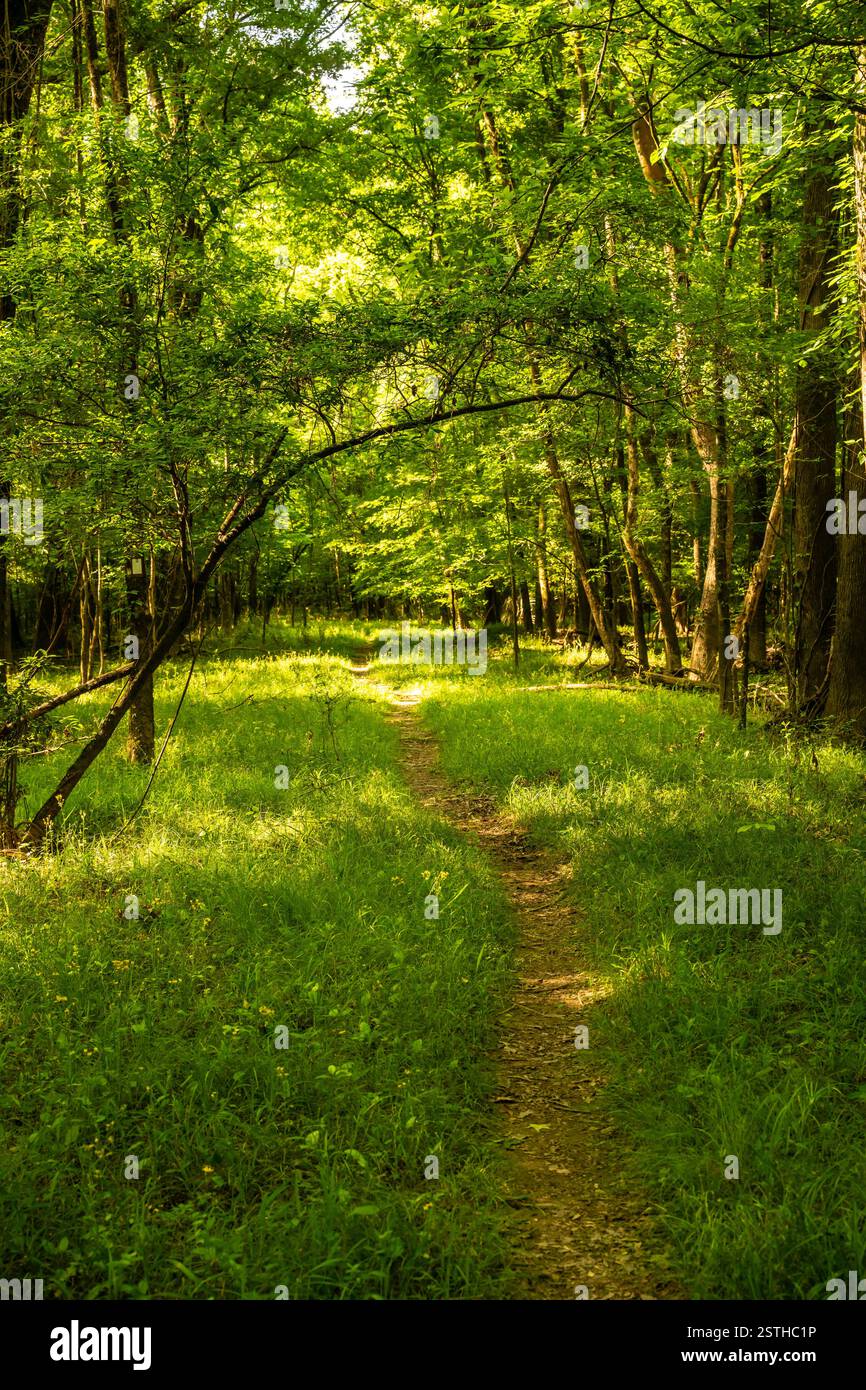 Kingsnake Trail Winds through Grass and Trees in Congaree National Park ...