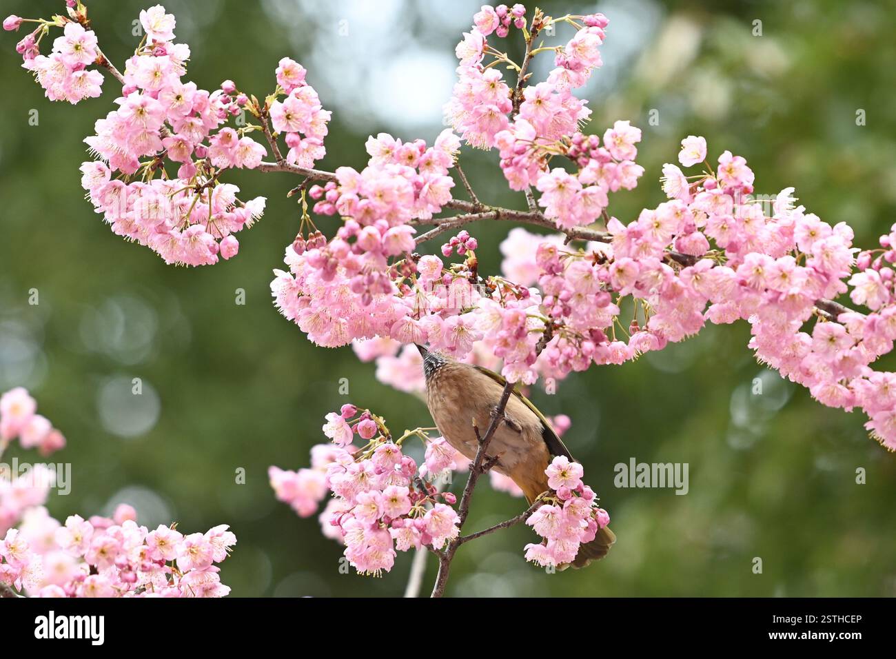 Chongqing,China.18th February 2025. A bird feeds on nectar from cherry ...