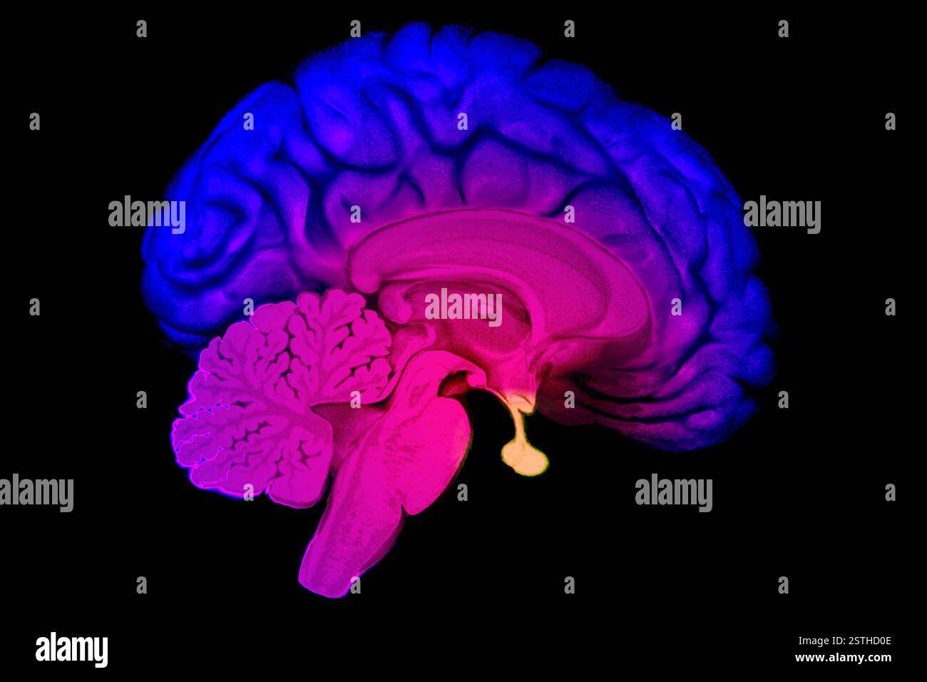 Brain anatomy, sagittal MRI scan Stock Photo - Alamy