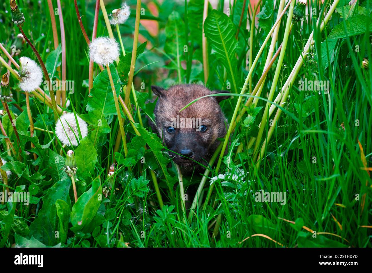 Gray Wolf Cubs in a Grass Stock Photo - Alamy
