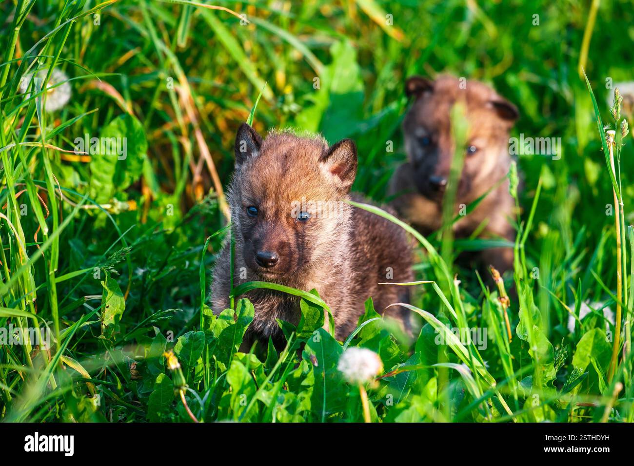 Wolf cubs hi-res stock photography and images - Alamy