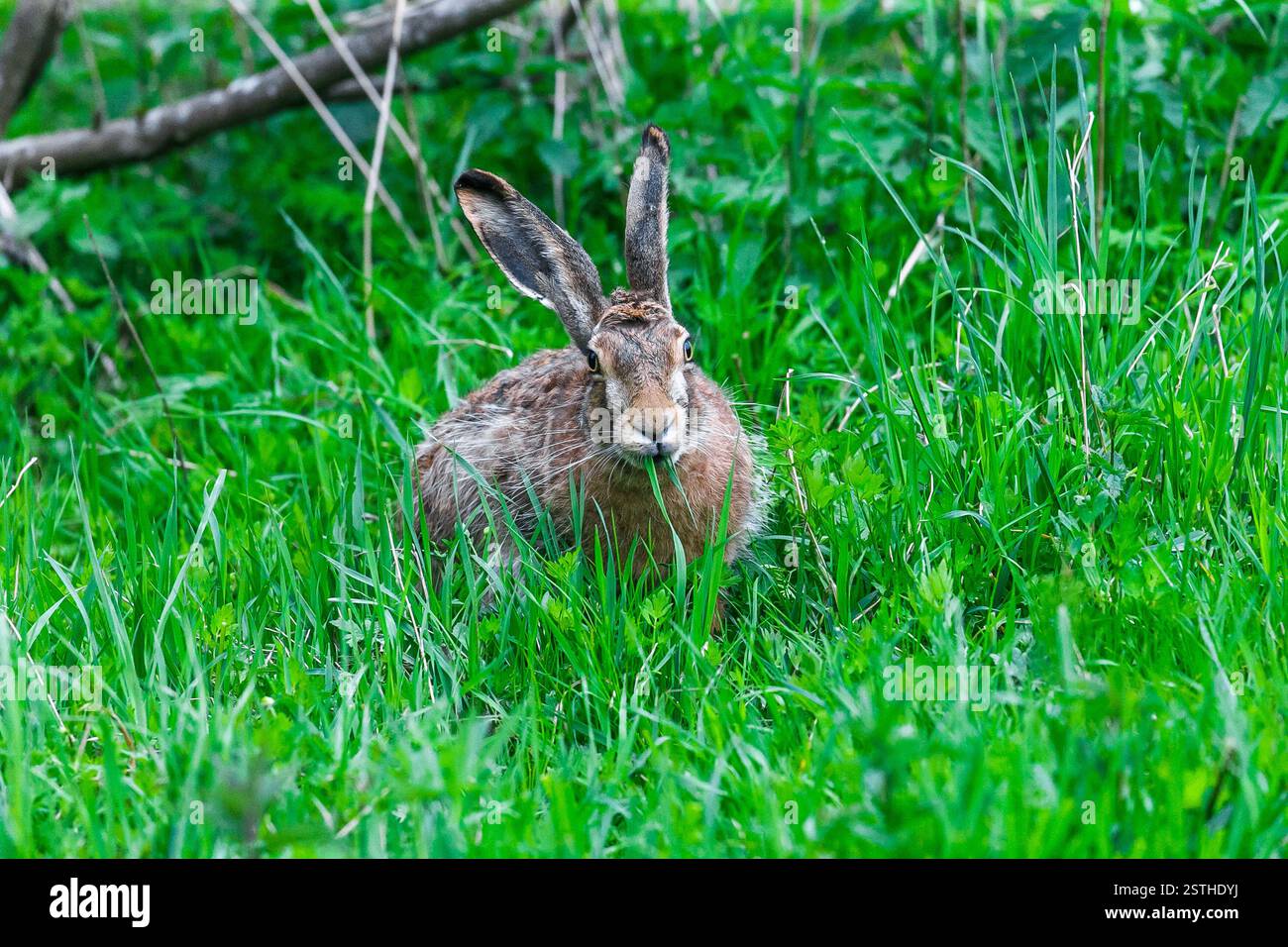 Wild Hare Sitting in a Green Grass Stock Photo - Alamy