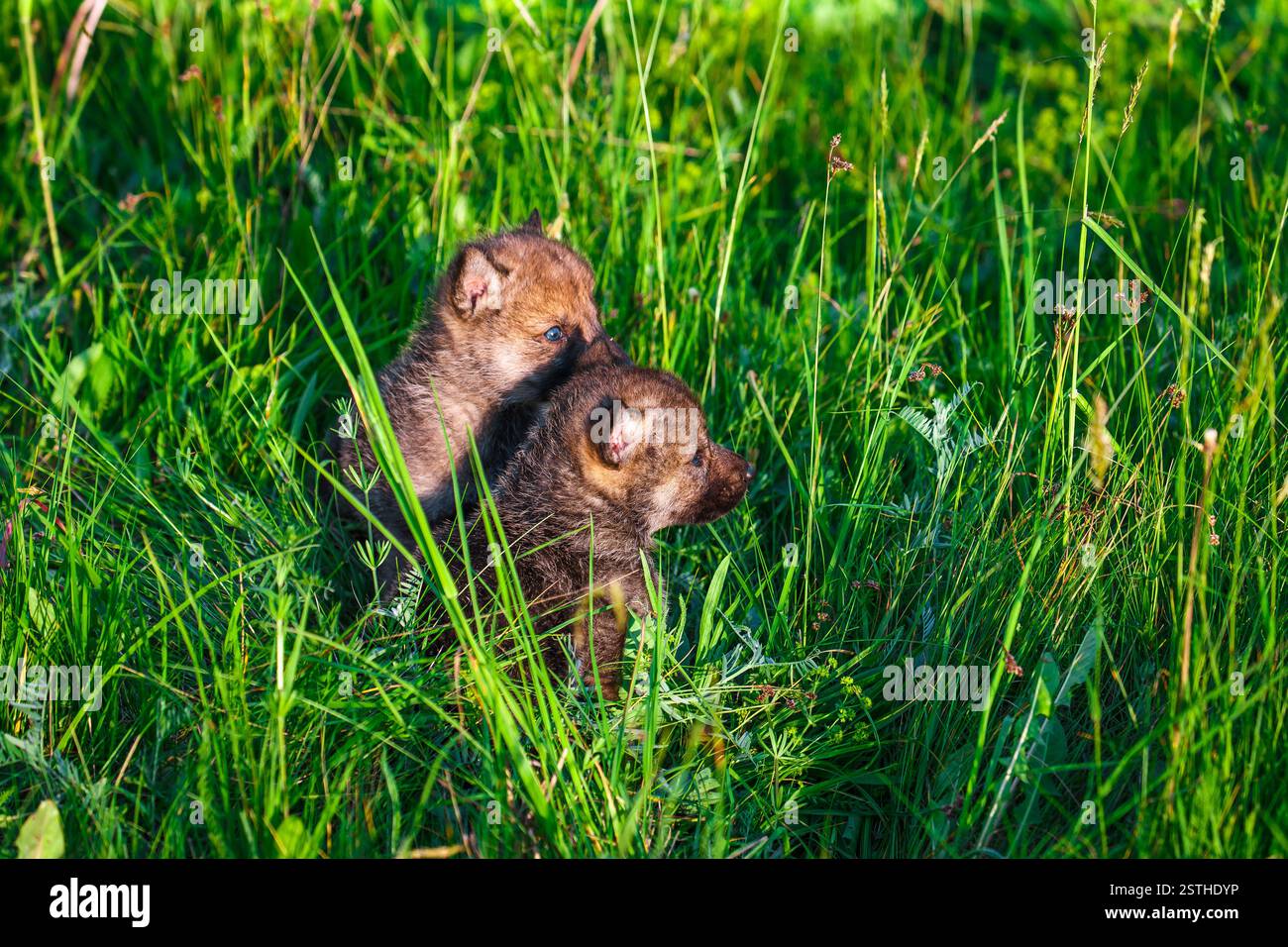 Gray Wolf Cubs in a Grass Stock Photo - Alamy