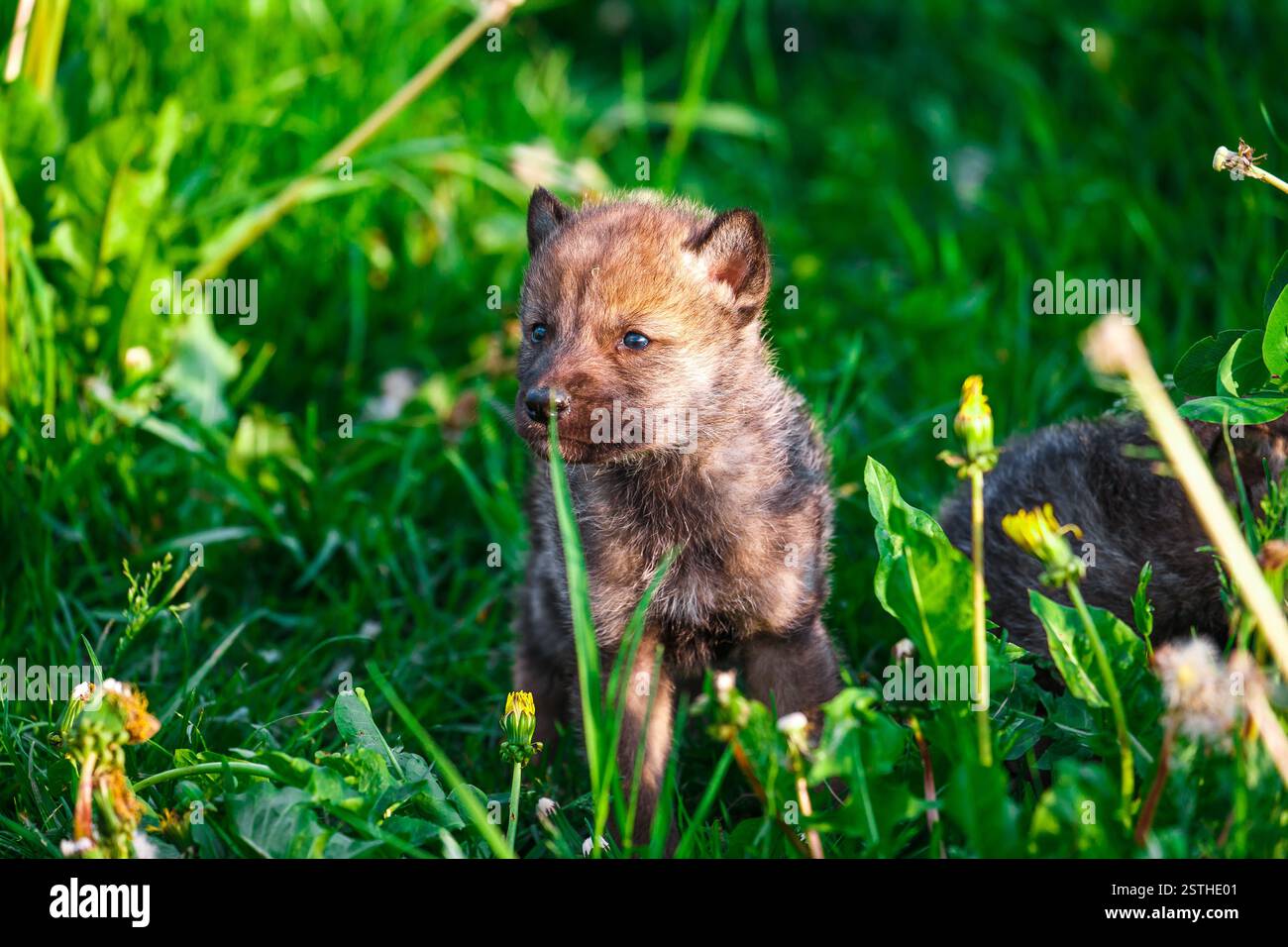 Gray Wolf Cubs in a Grass Stock Photo - Alamy