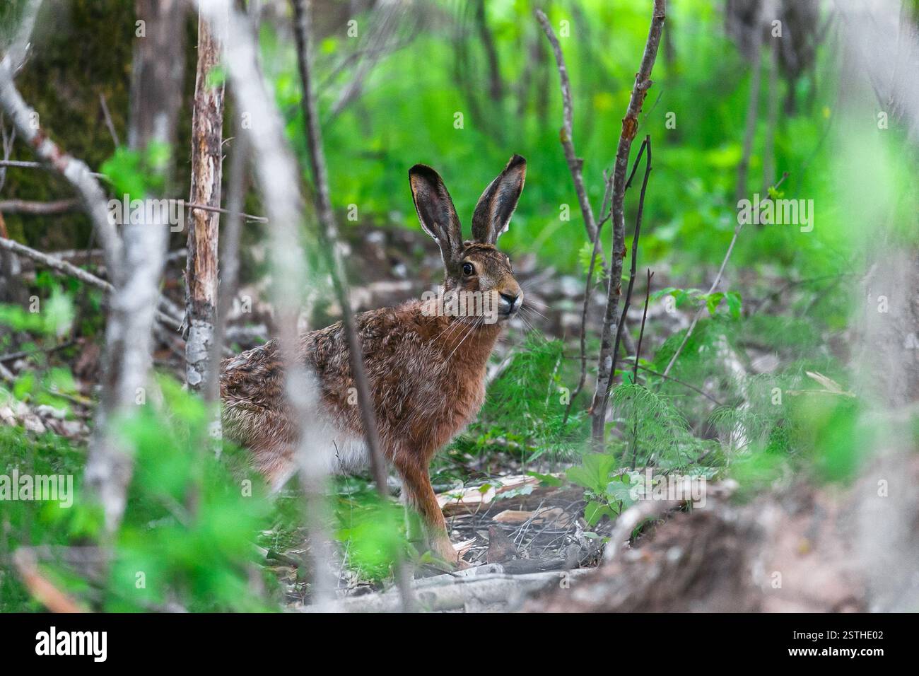 Wild Hare Sitting in a Green Grass Stock Photo - Alamy