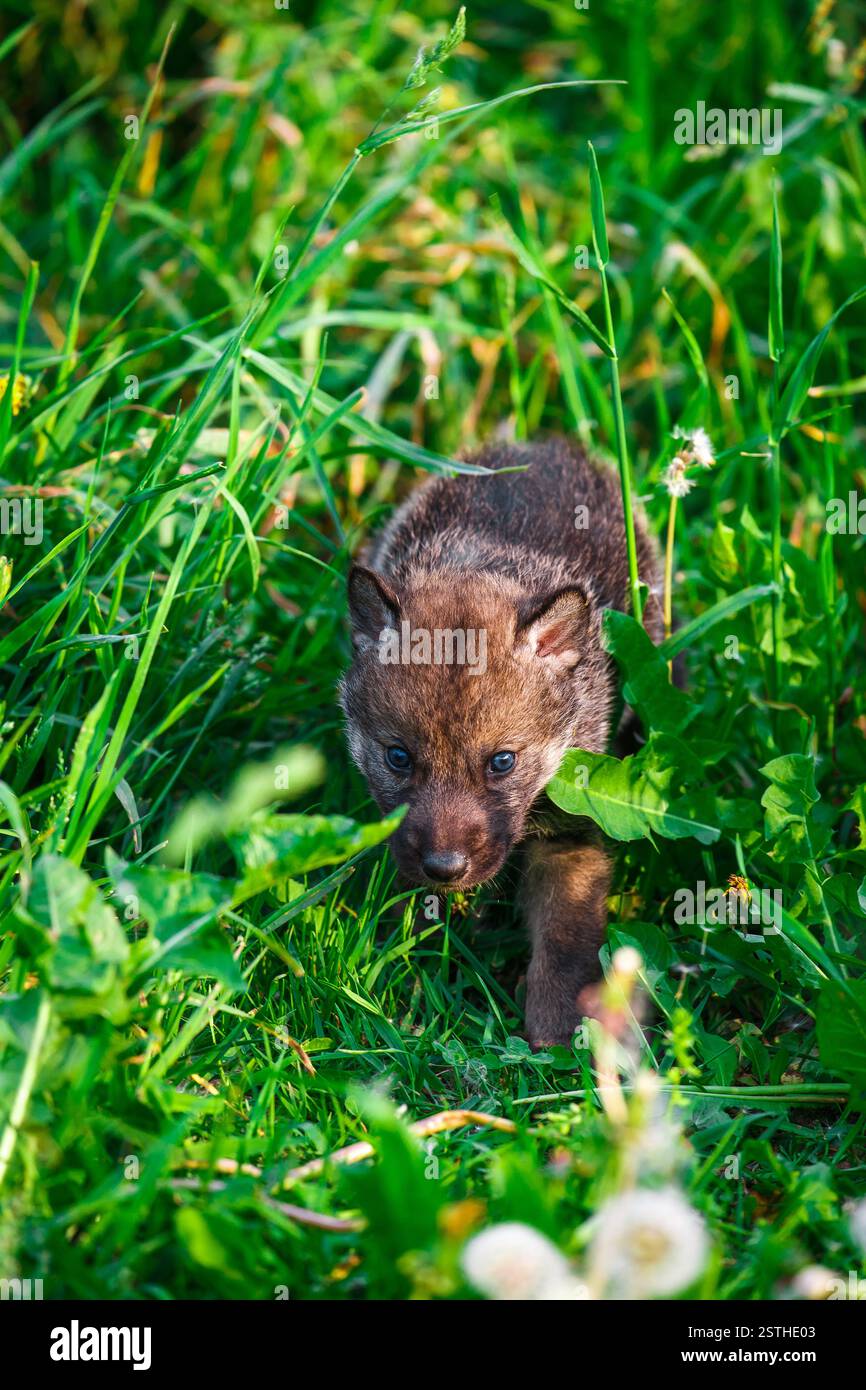 Gray Wolf Cubs in a Grass Stock Photo - Alamy