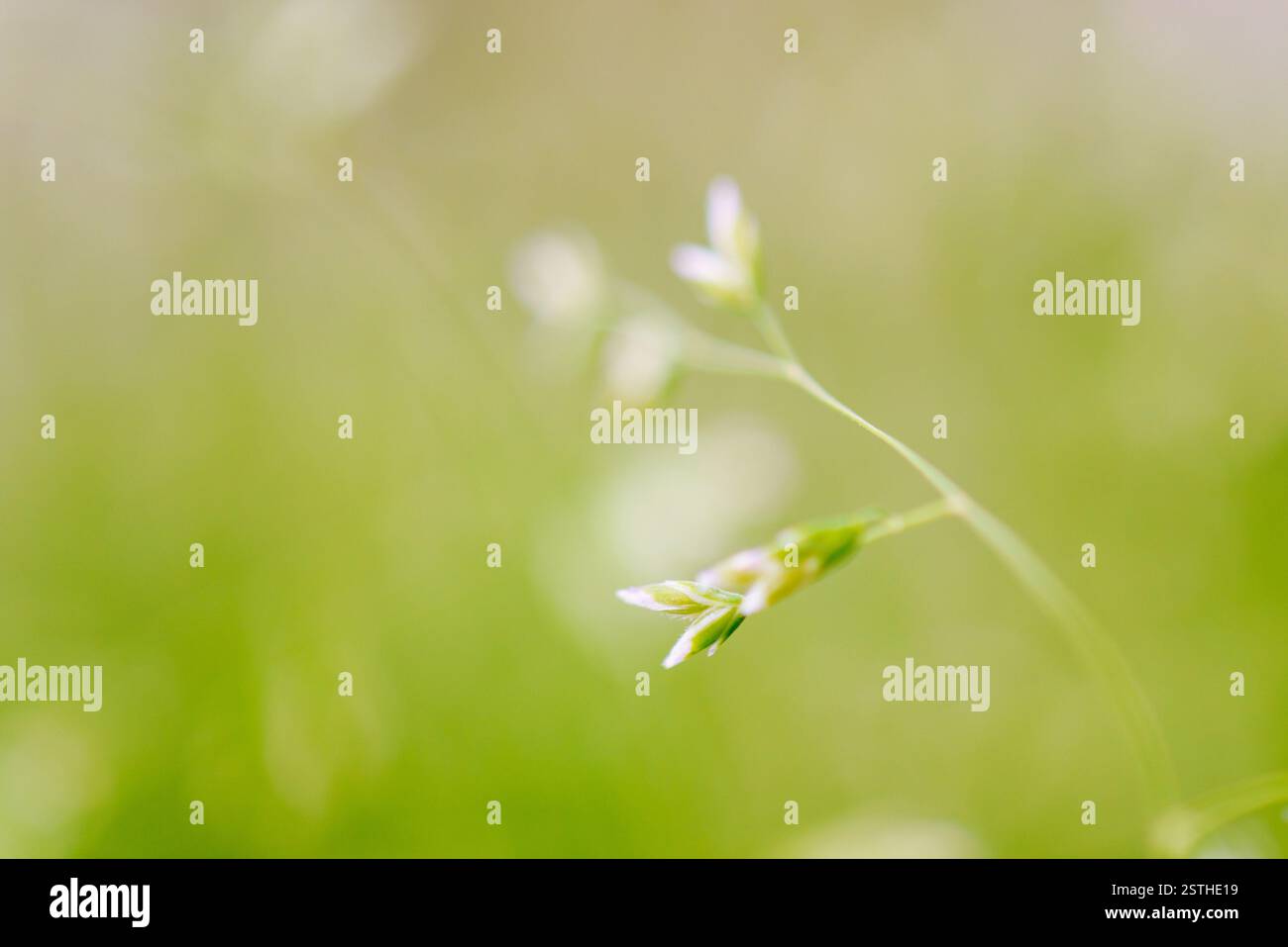 Macro shot of grass with seeds Stock Photo - Alamy