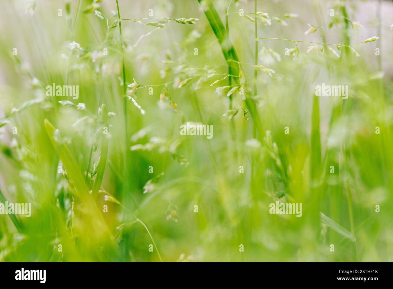 Grass seed botanical macro hi-res stock photography and images - Alamy