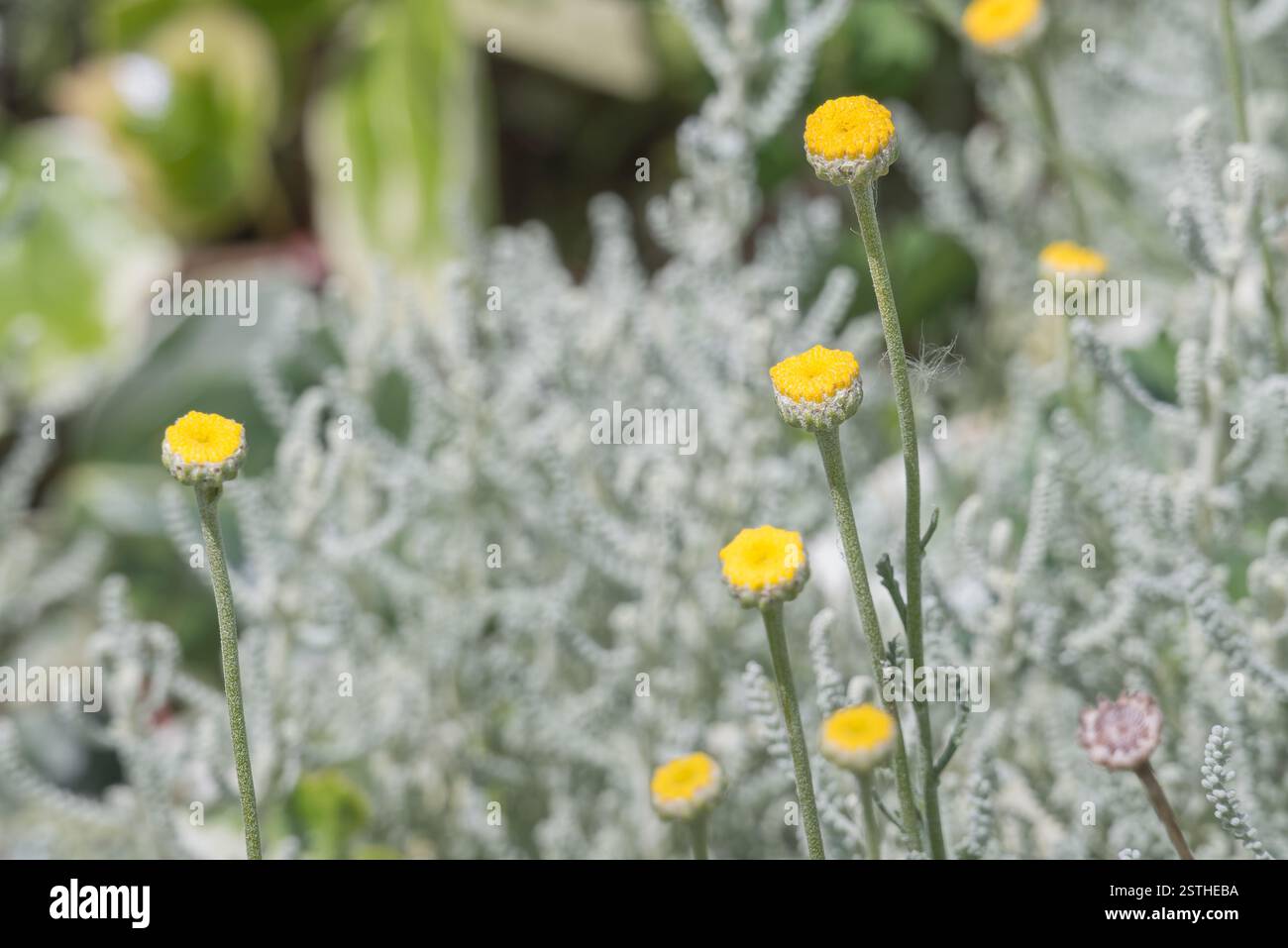 Santolina chamaecyparissus hi-res stock photography and images - Alamy