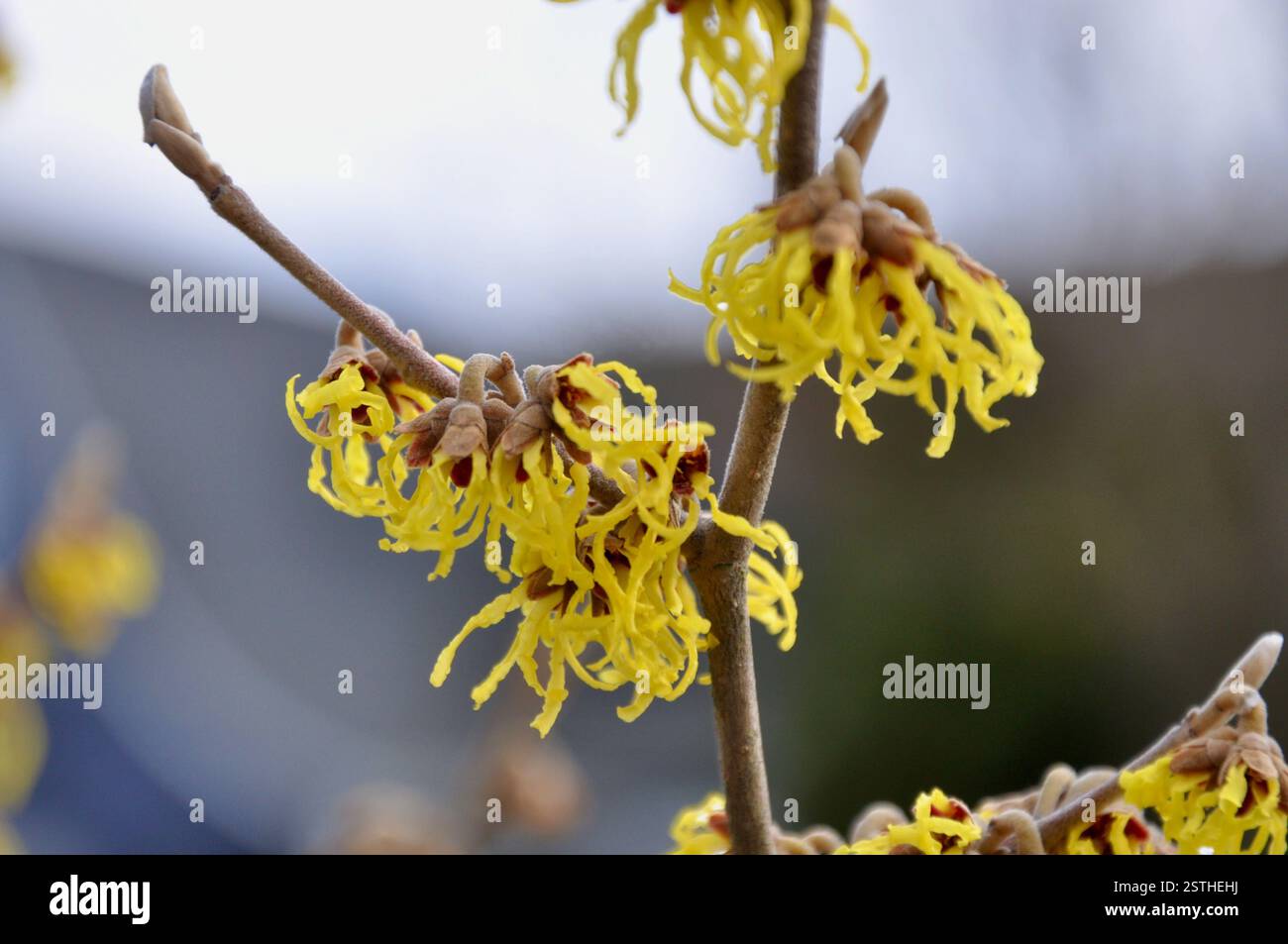 A Chinese witch-hazel (Hamamelis mollis) branch flowering in February ...