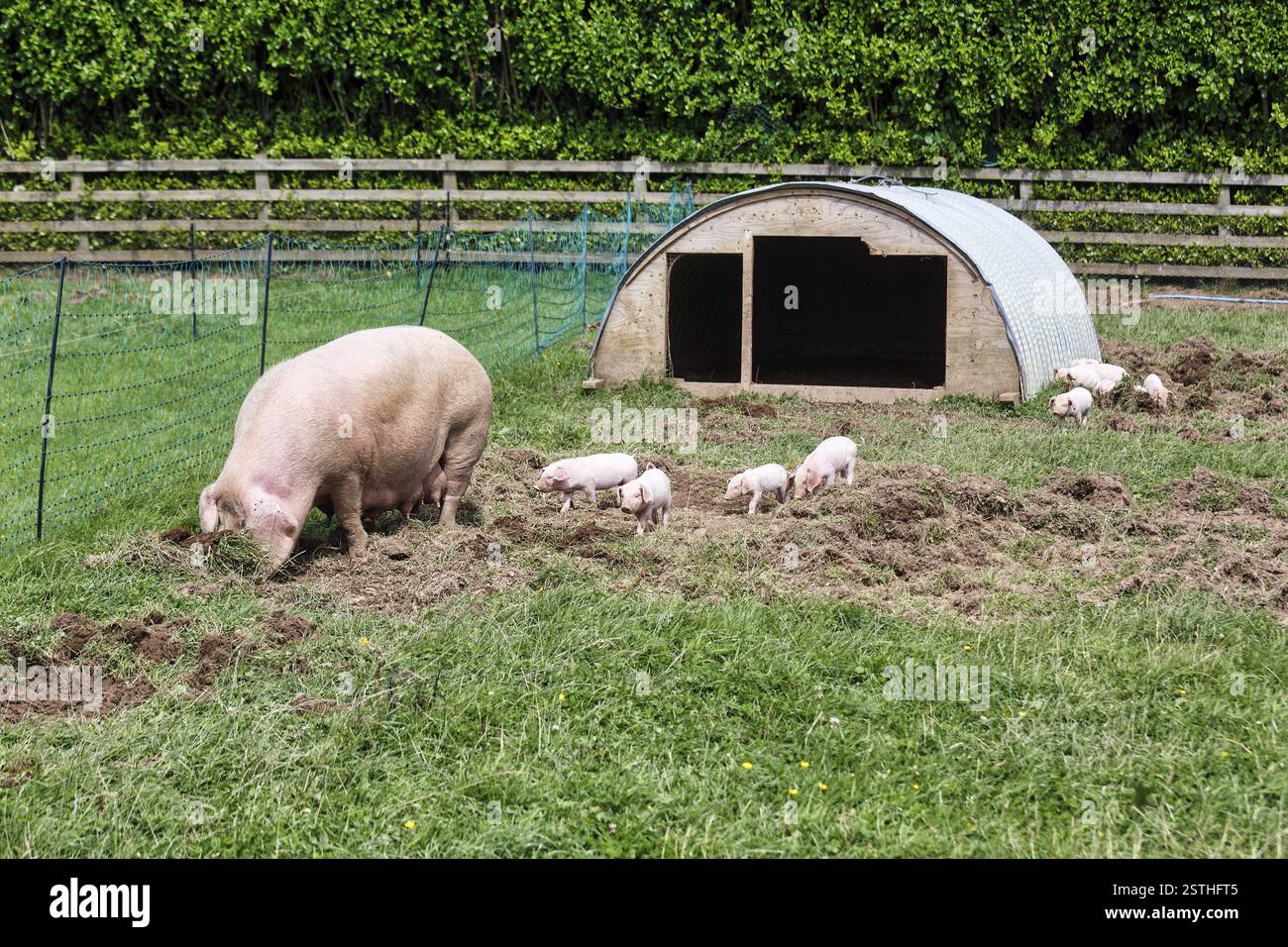 Domestic pig, sow with many piglets, pig fattening, pig breeding, free ...