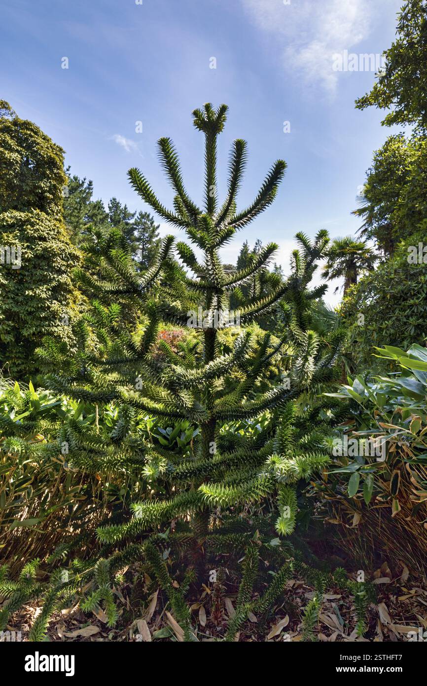 Monkey puzzle tree (Araucaria araucana), Lost Gardens of Heligan ...