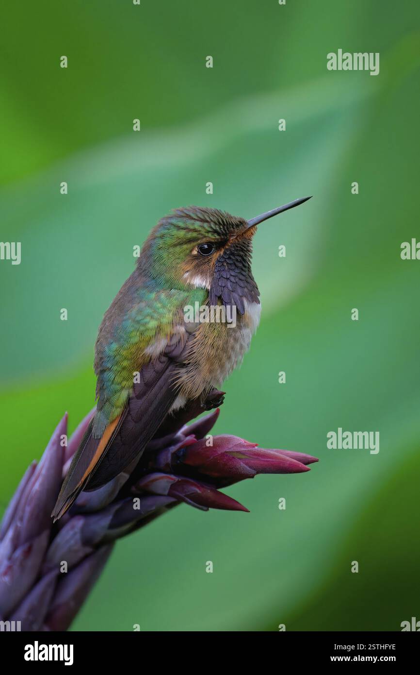 Male Volcano Hummingbird (Selasphorus flammula) on a flower, Costa Rica ...
