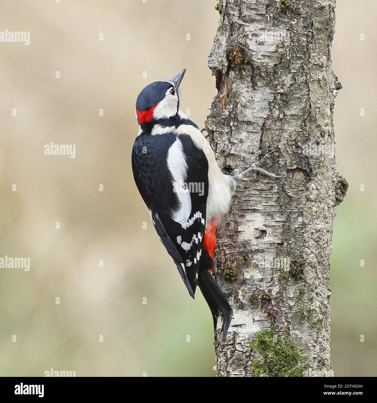 Great spotted woodpecker (Dendrocopos major) male foraging on the trunk ...