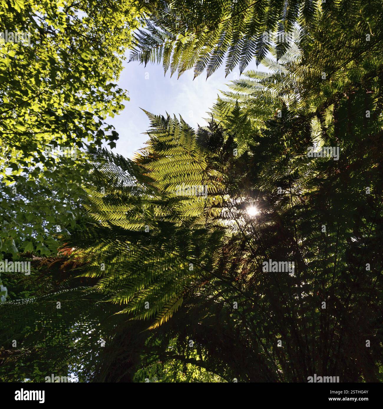 Sunbeams through fern fronds, view from below, Lost Gardens of Heligan ...