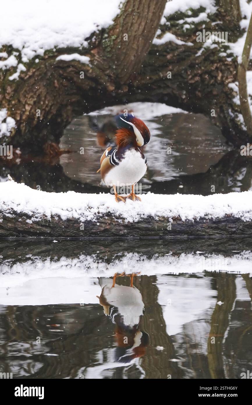 Mandarin duck with snow on a lake, winter, Germany, Europe Stock Photo ...