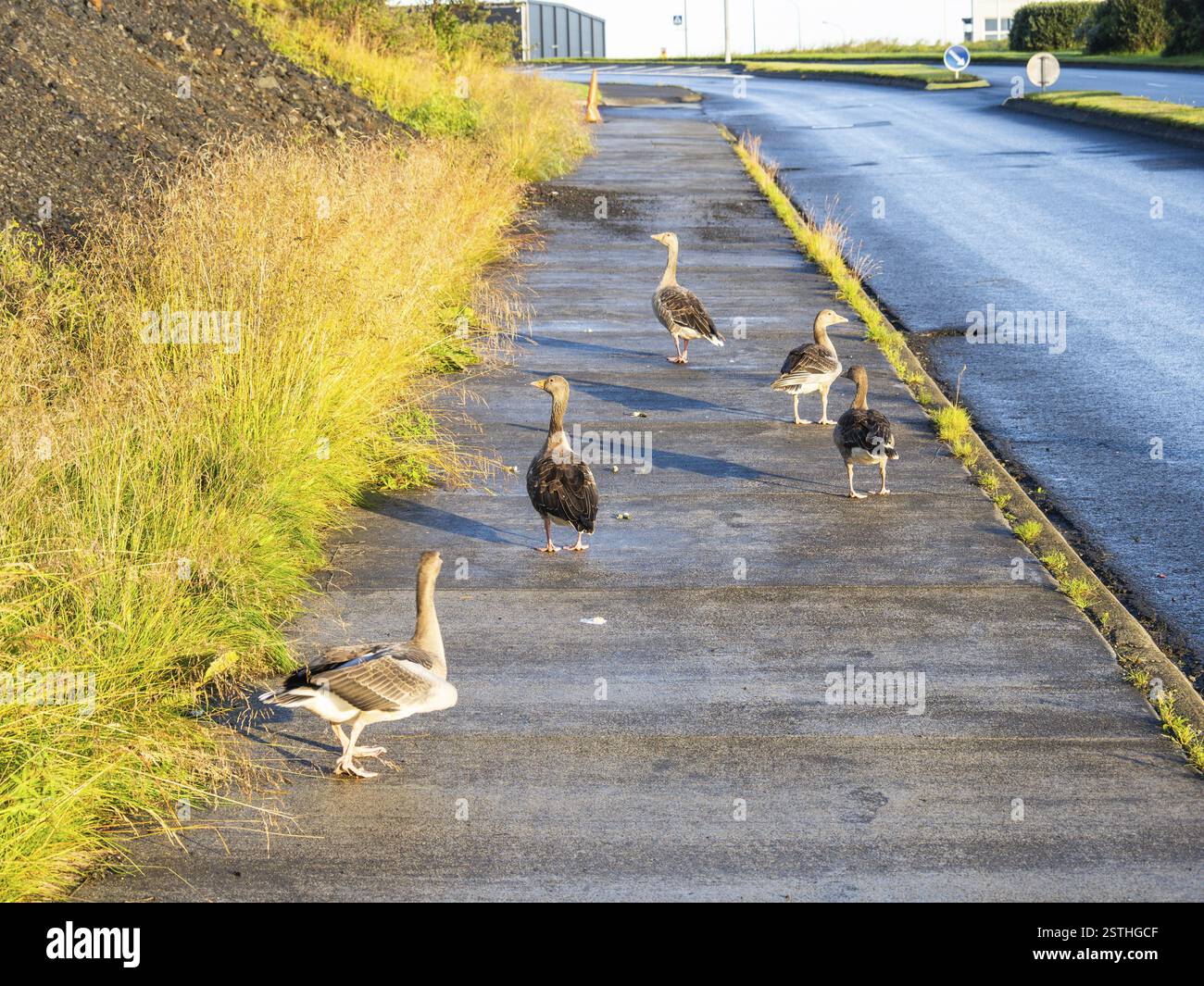 Geese on a pavement, Reykjavik, Iceland, Europe Stock Photo - Alamy