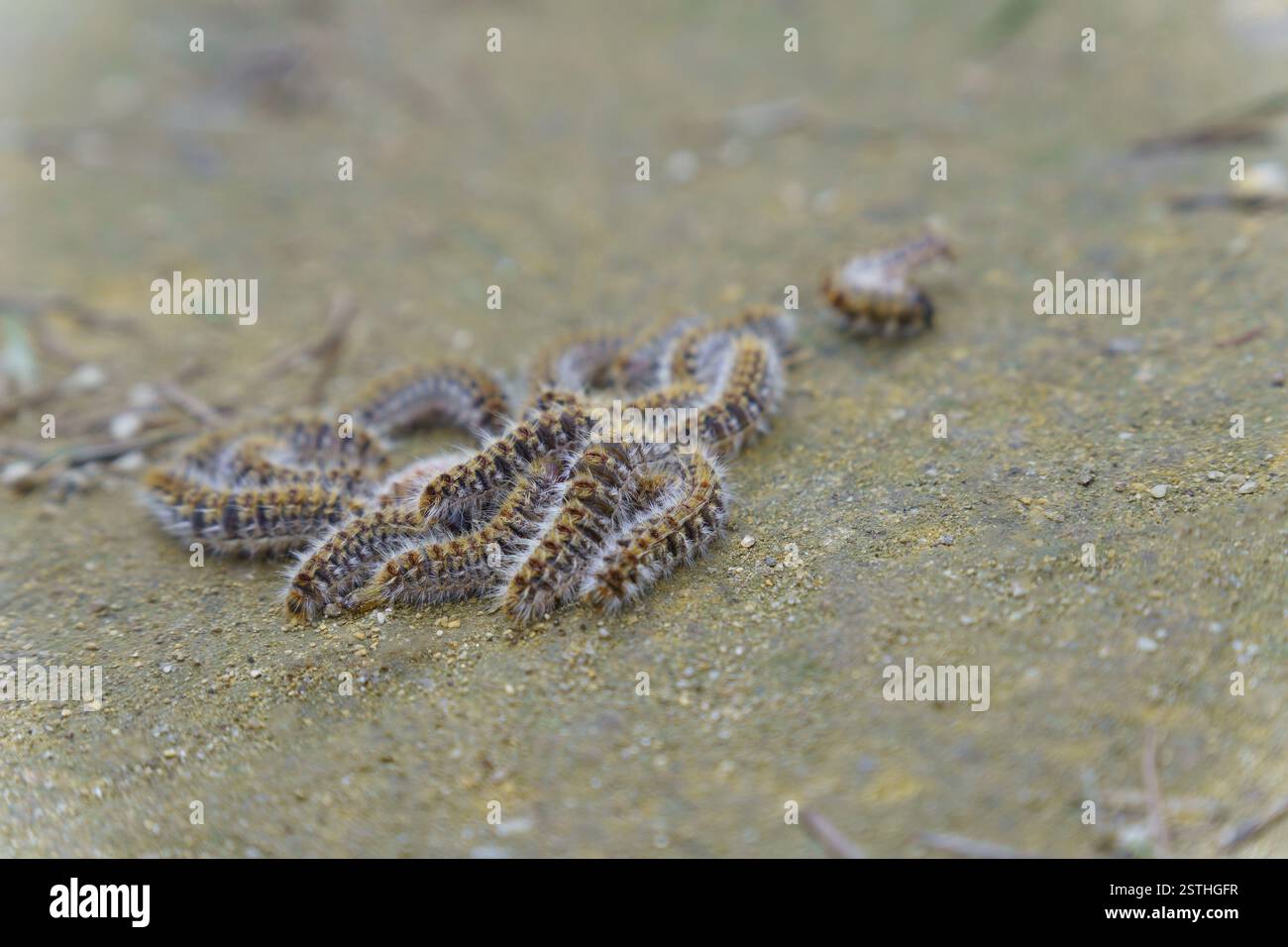 Group of pine processionary caterpillars, Thaumetopoea pityocampa, on ...