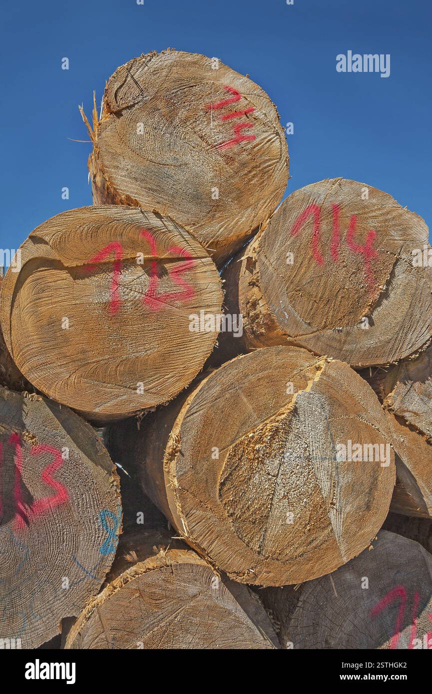 Red marked stacked tree trunks, spruce (Picea), in a sawmill near ...
