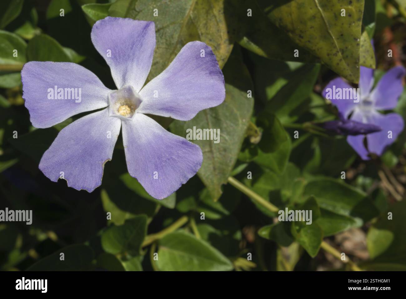 Close-up of a purple Catharanthus roseus / Madagascar periwinkle ...