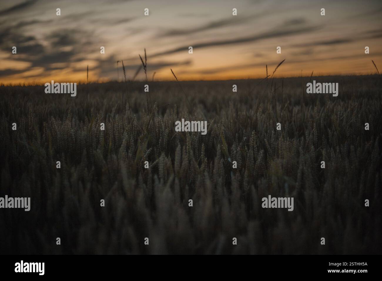 A serene field at twilight with dark tones and distinctive cloud ...
