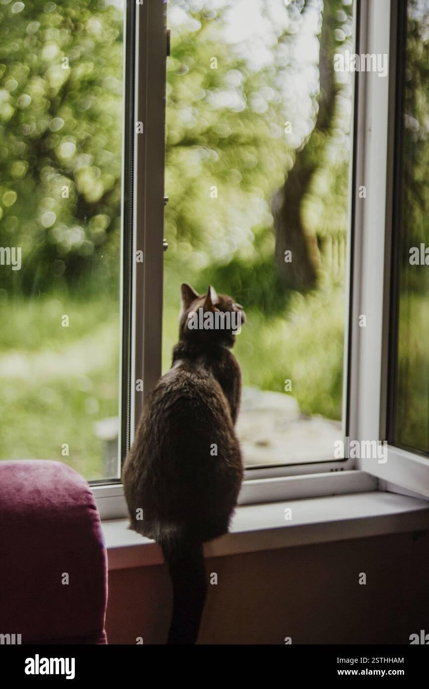 A cat sits on a window ledge, gazing outside at the lush garden scenery ...