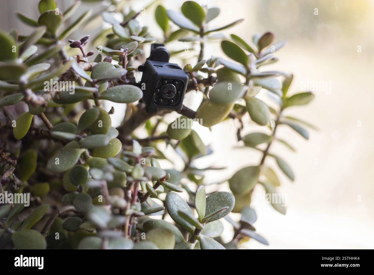 A small camera placed within the leaves of an indoor plant, blending ...