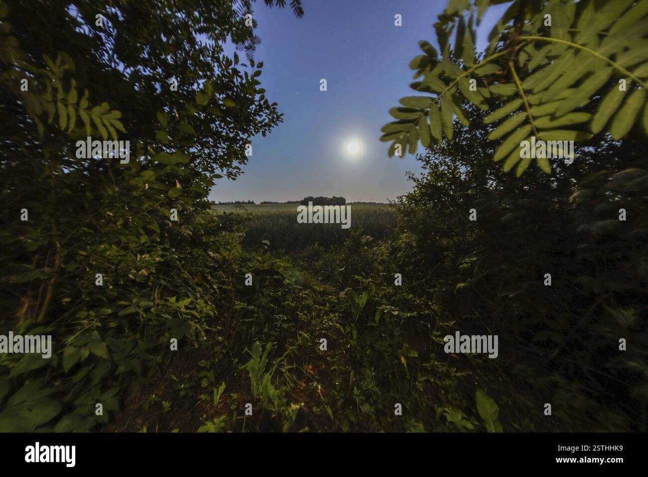 A moonlit scene through forest foliage, creating a natural frame Stock ...