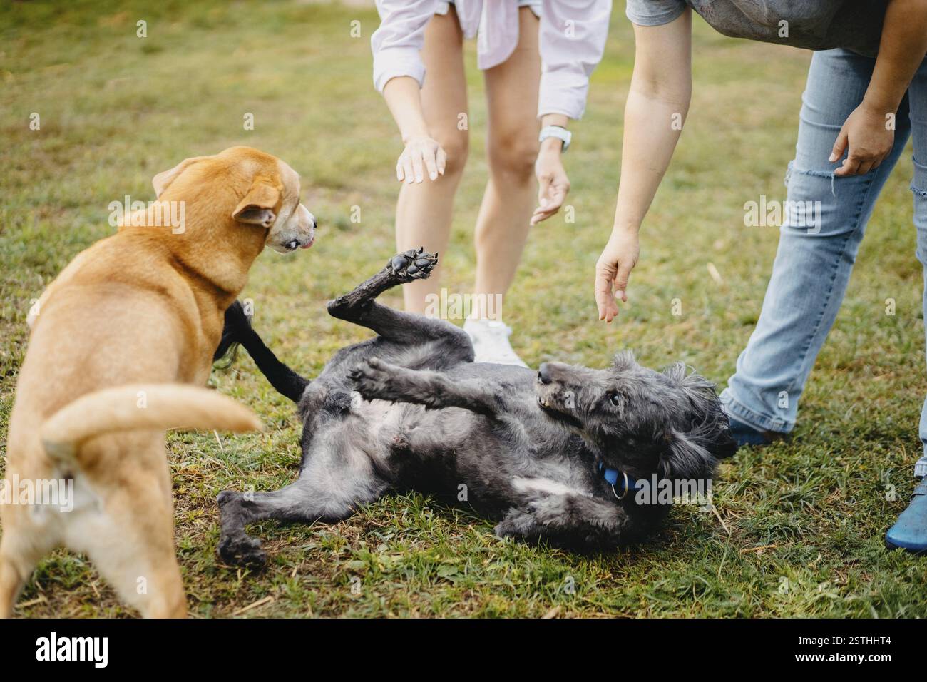 Two dogs play on grass while three people engage and interact with them ...
