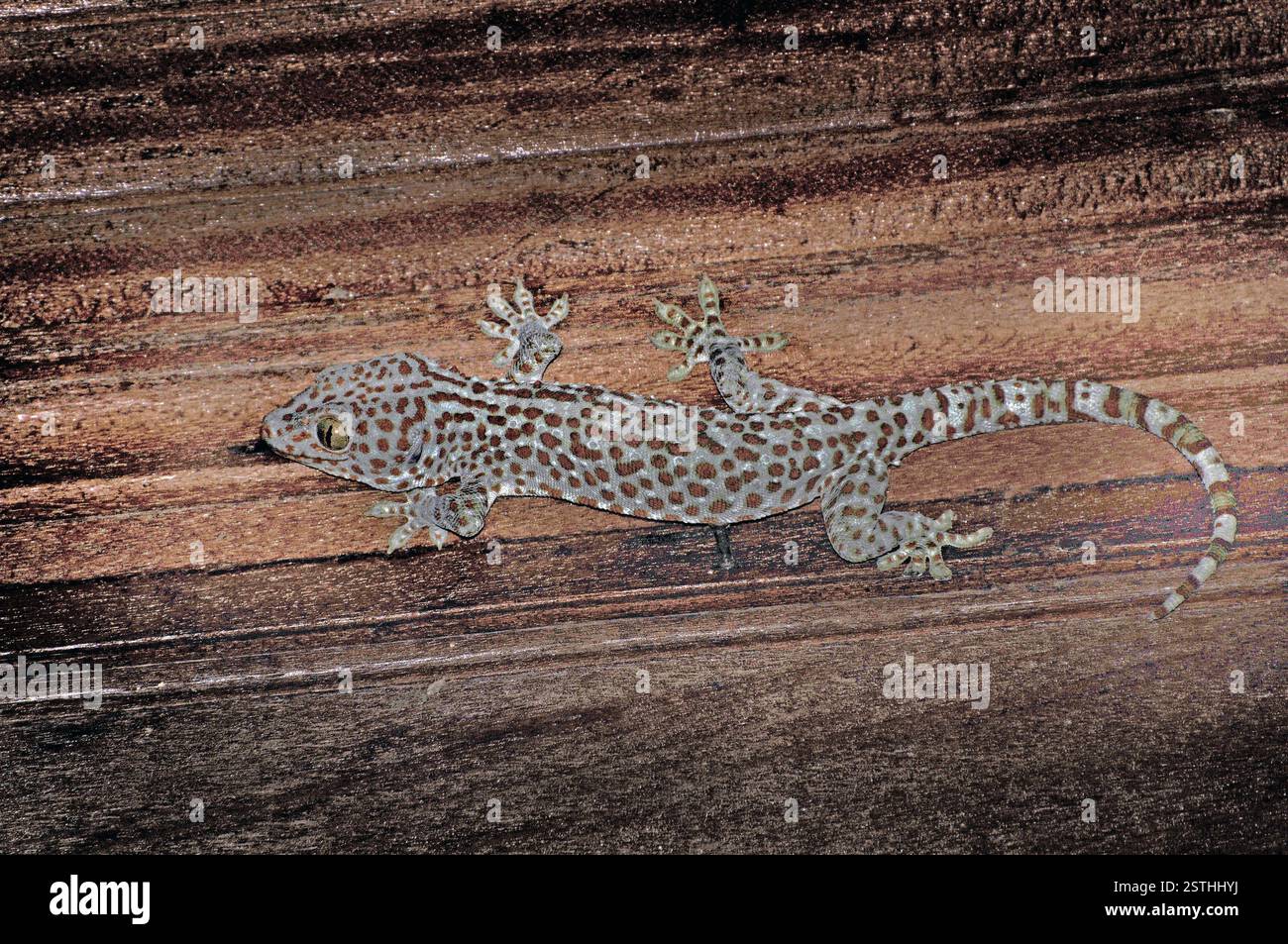 Tokay gecko Gekko gecko, (Gekkonidae), Bali, Indonesia, Asia Stock ...