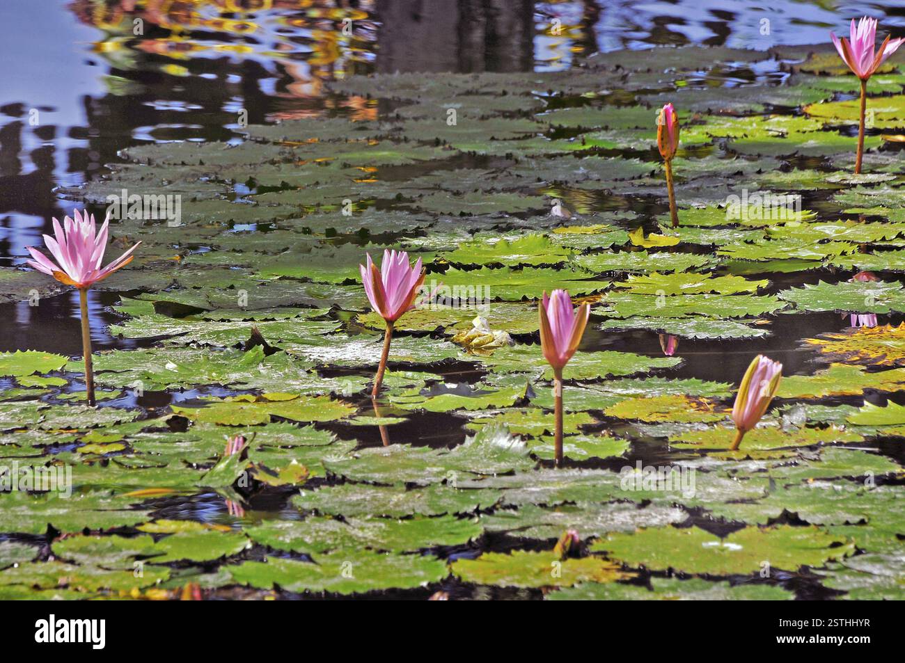 Pond with lotus flowers (Nelumbo), also known as lotus at Taman-Ujung ...