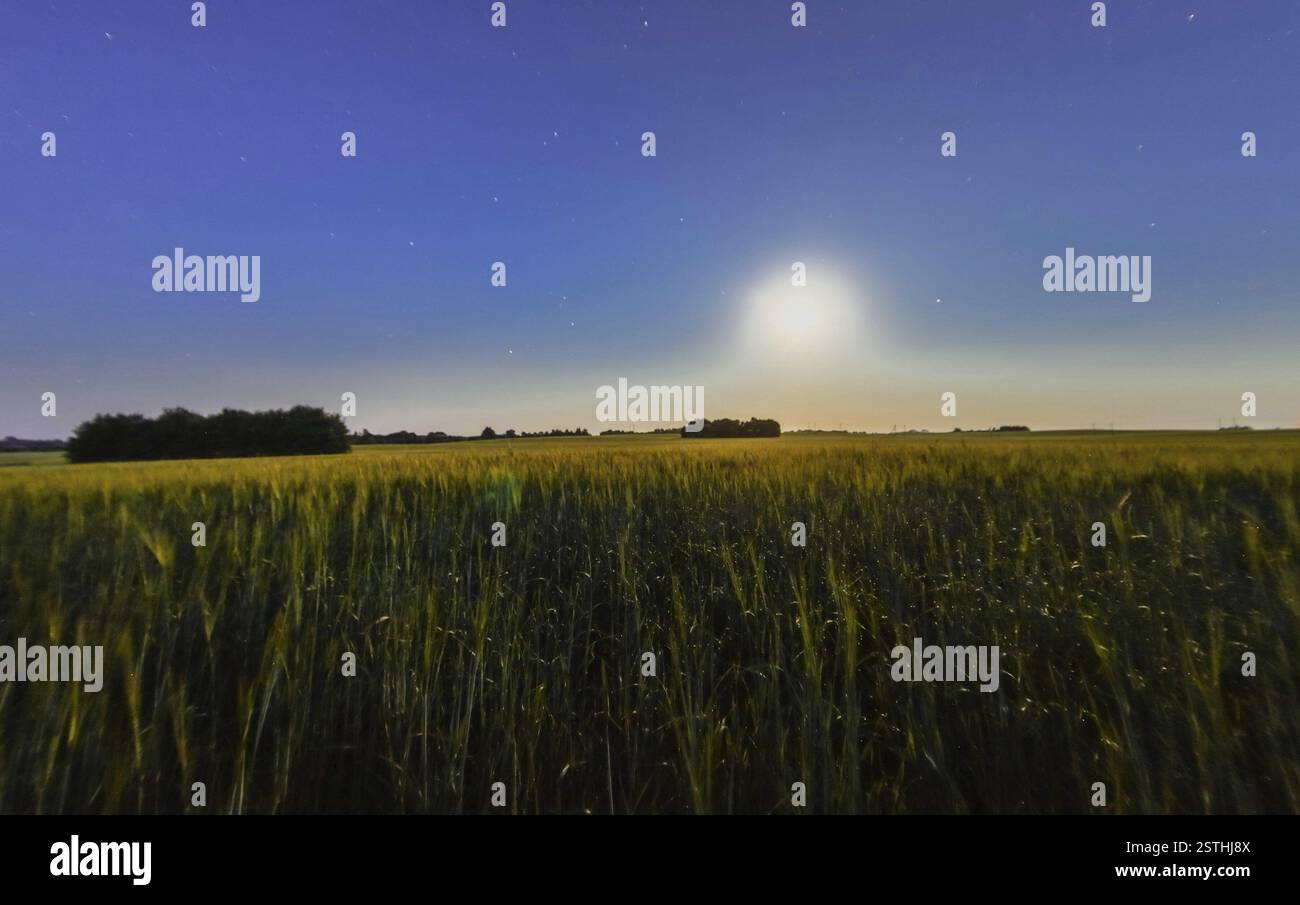 A serene field under a moonlit sky with stars visible above Stock Photo ...