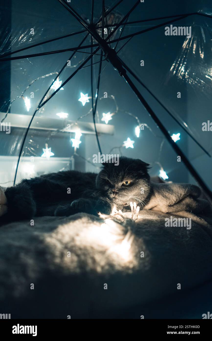 Portrait cat under umbrella hi-res stock photography and images - Alamy