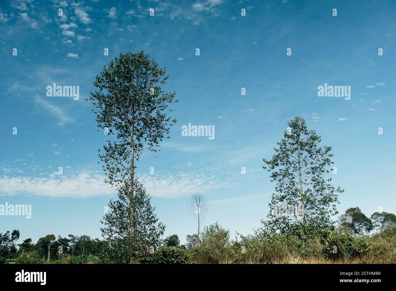 tall tree with blue sky Stock Photo - Alamy