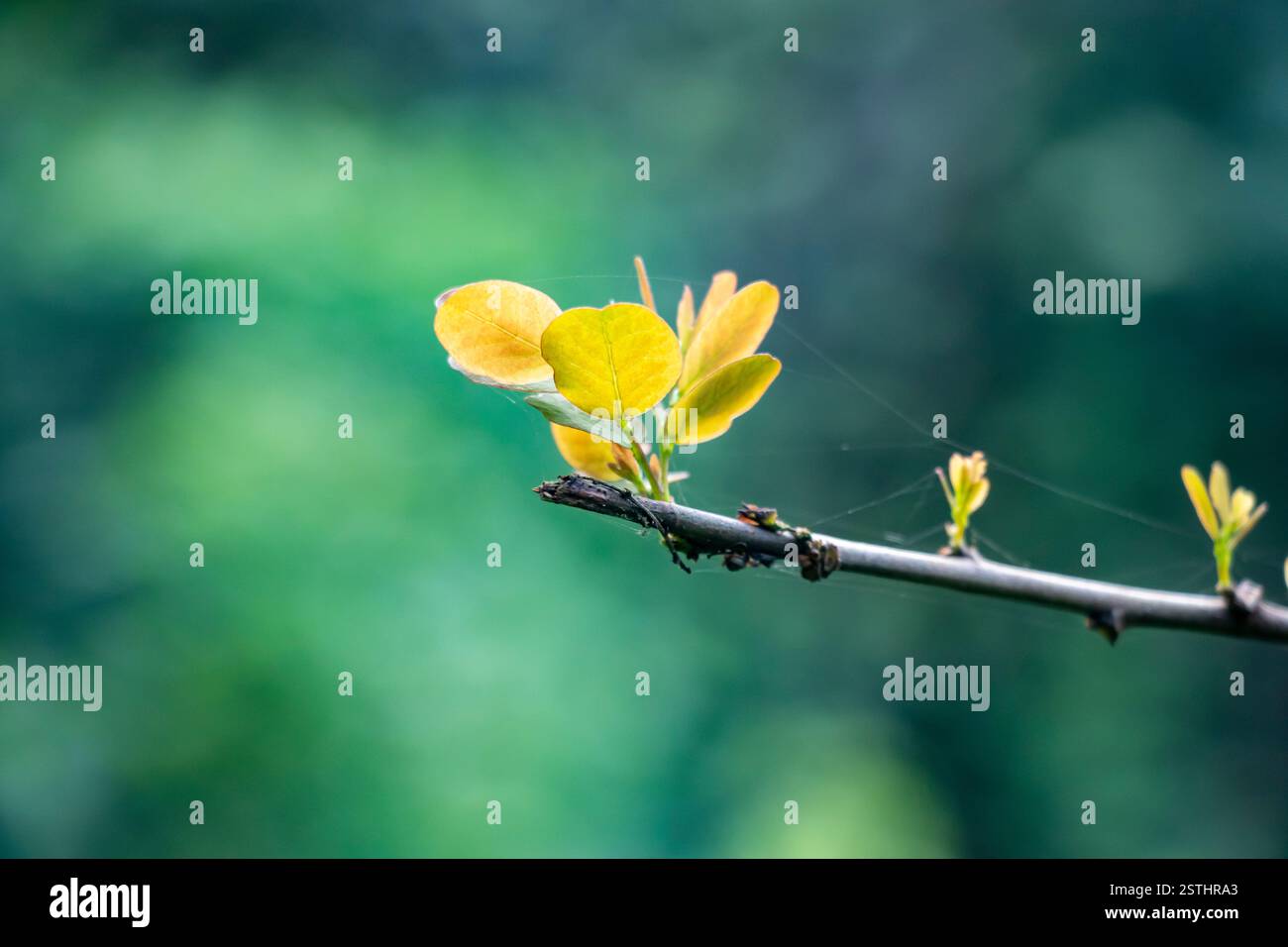 Black locust is a member of the Fabaceae pea family.Black locust ...