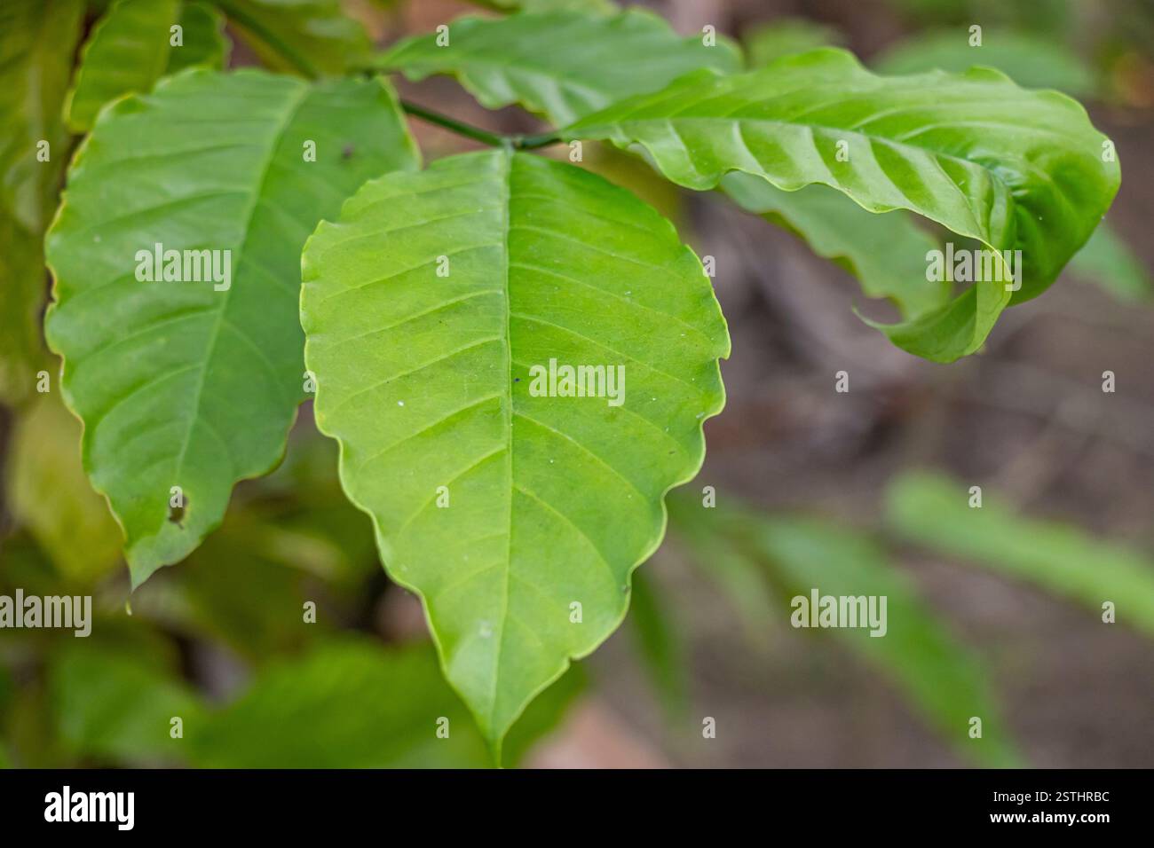 Fagus japonica hi-res stock photography and images - Alamy