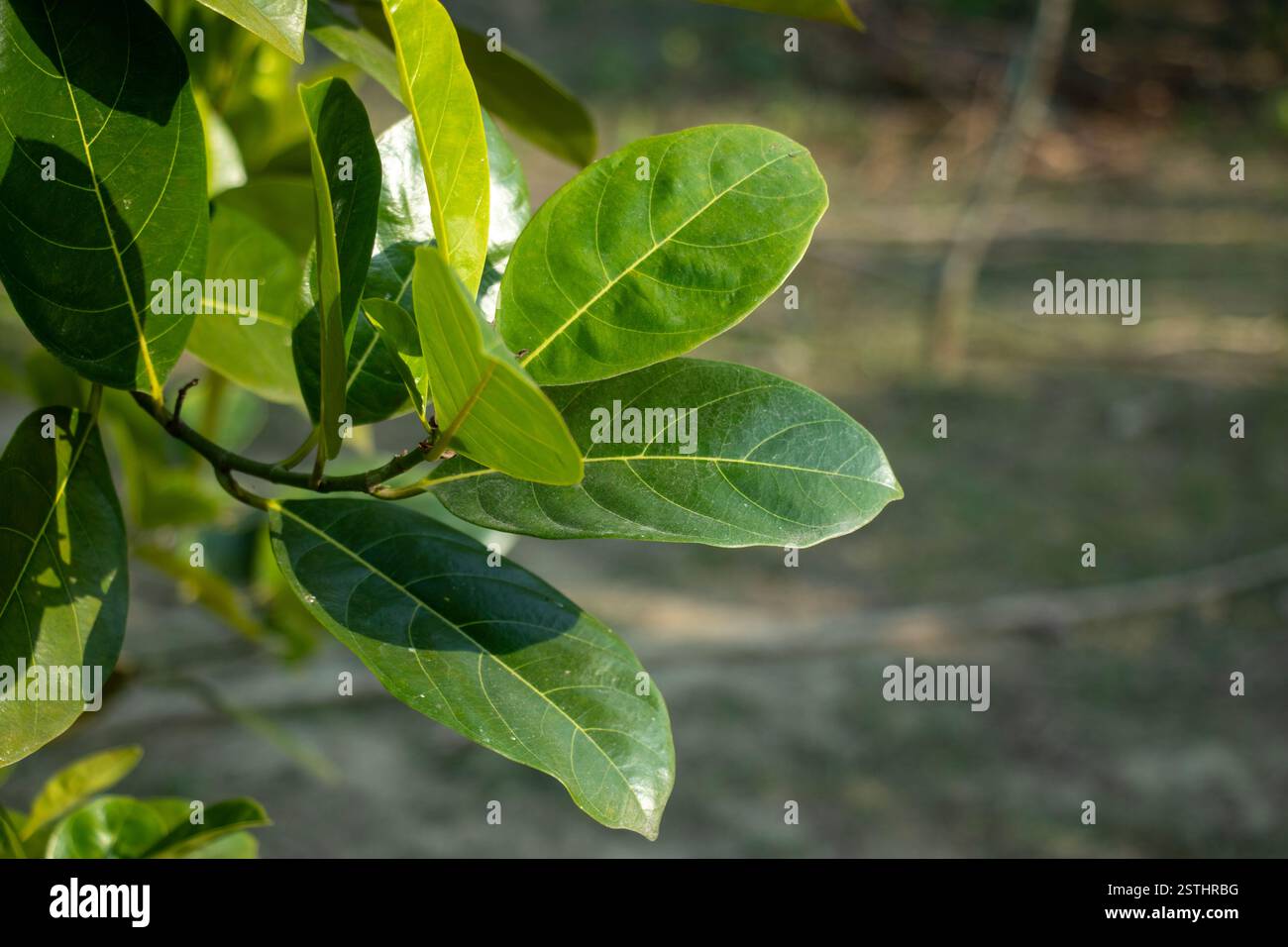 Jack fruit leaves are used as a wrapping for steaming. They are gummy ...