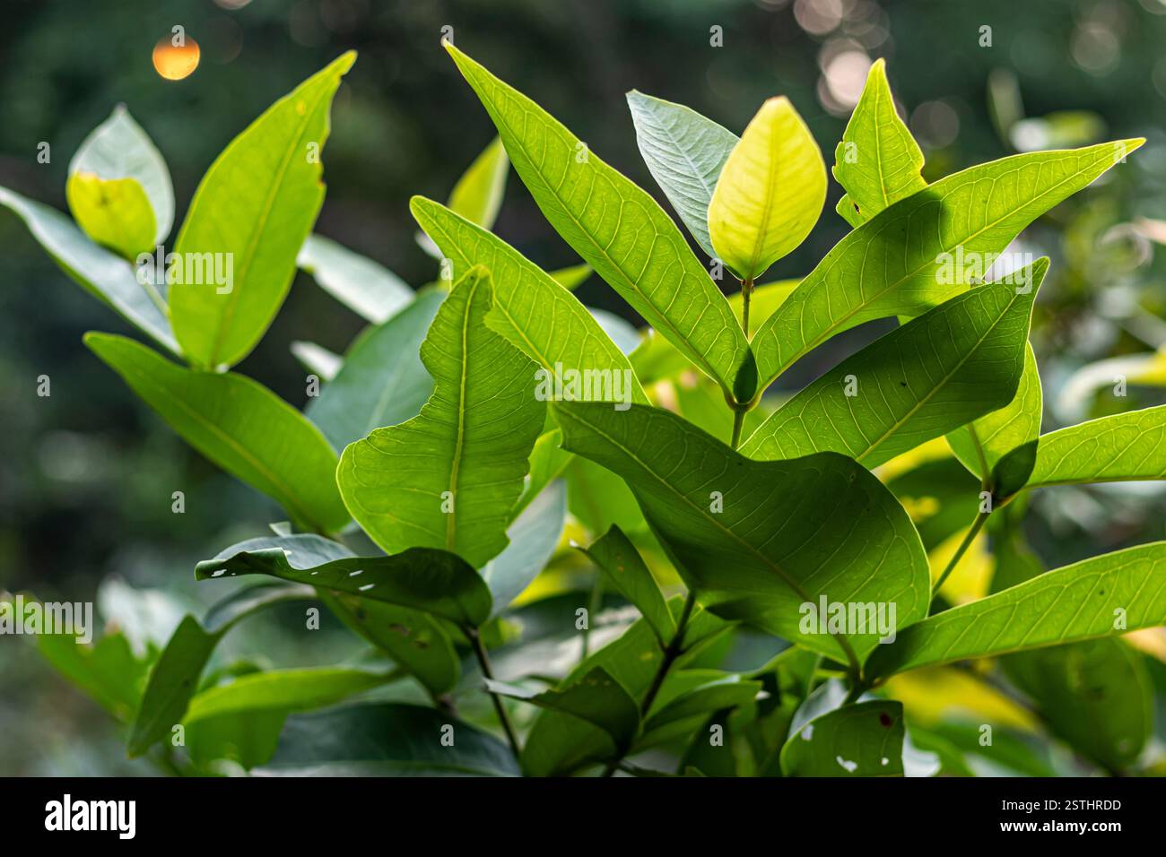 Semarang rose-apple plant.Java apple is an evergreen tree that produces ...
