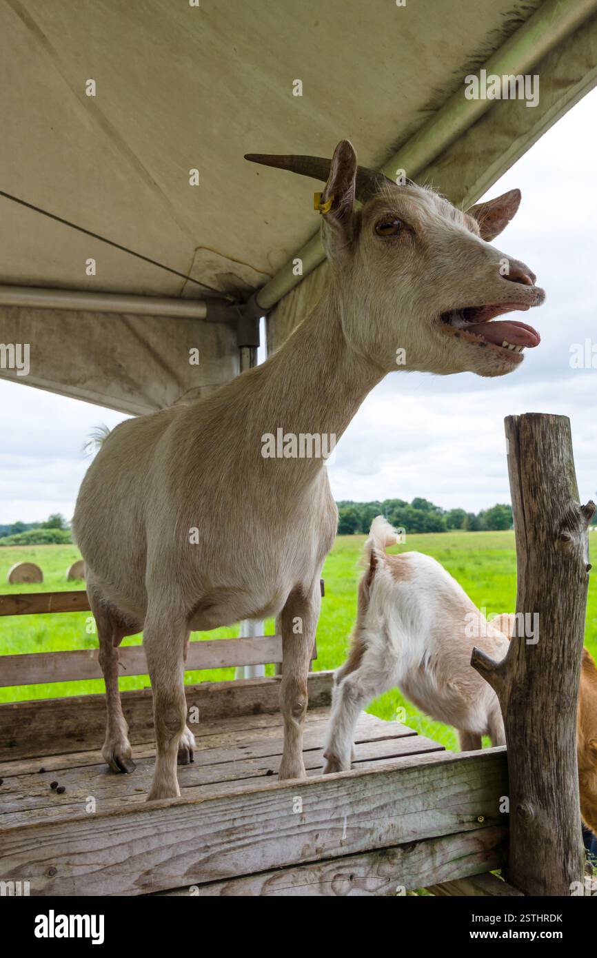 Goat home hi-res stock photography and images - Alamy