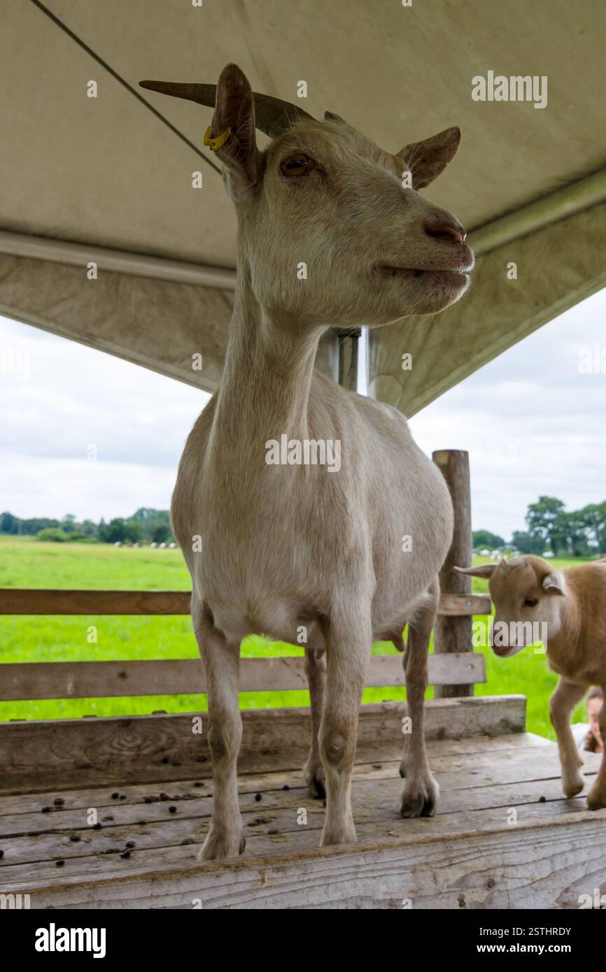 The home goat (Capra hircus) in the farm Stock Photo - Alamy