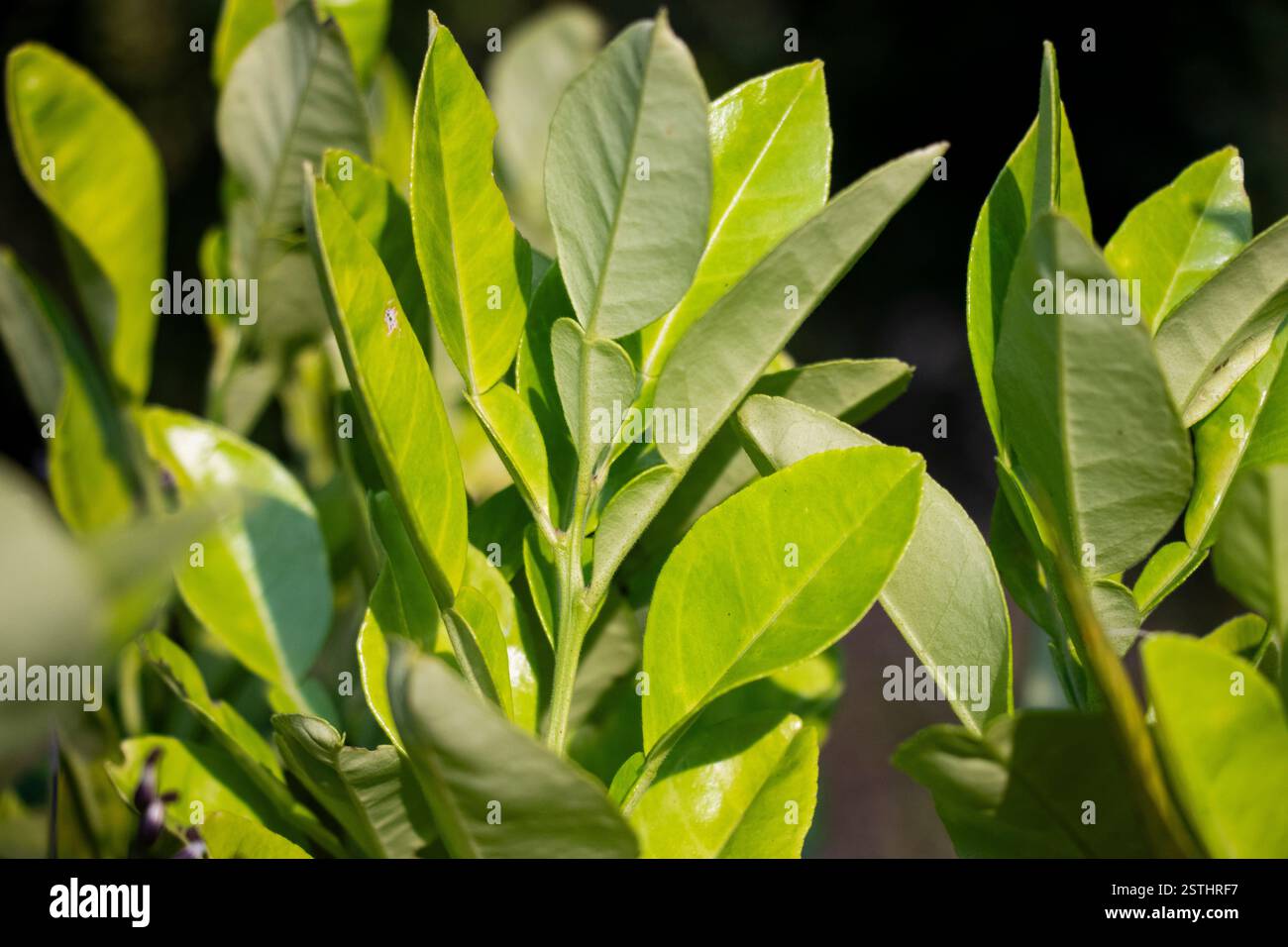 The sweet orange often reaches 6 metres 20 feet in height. The broad ...
