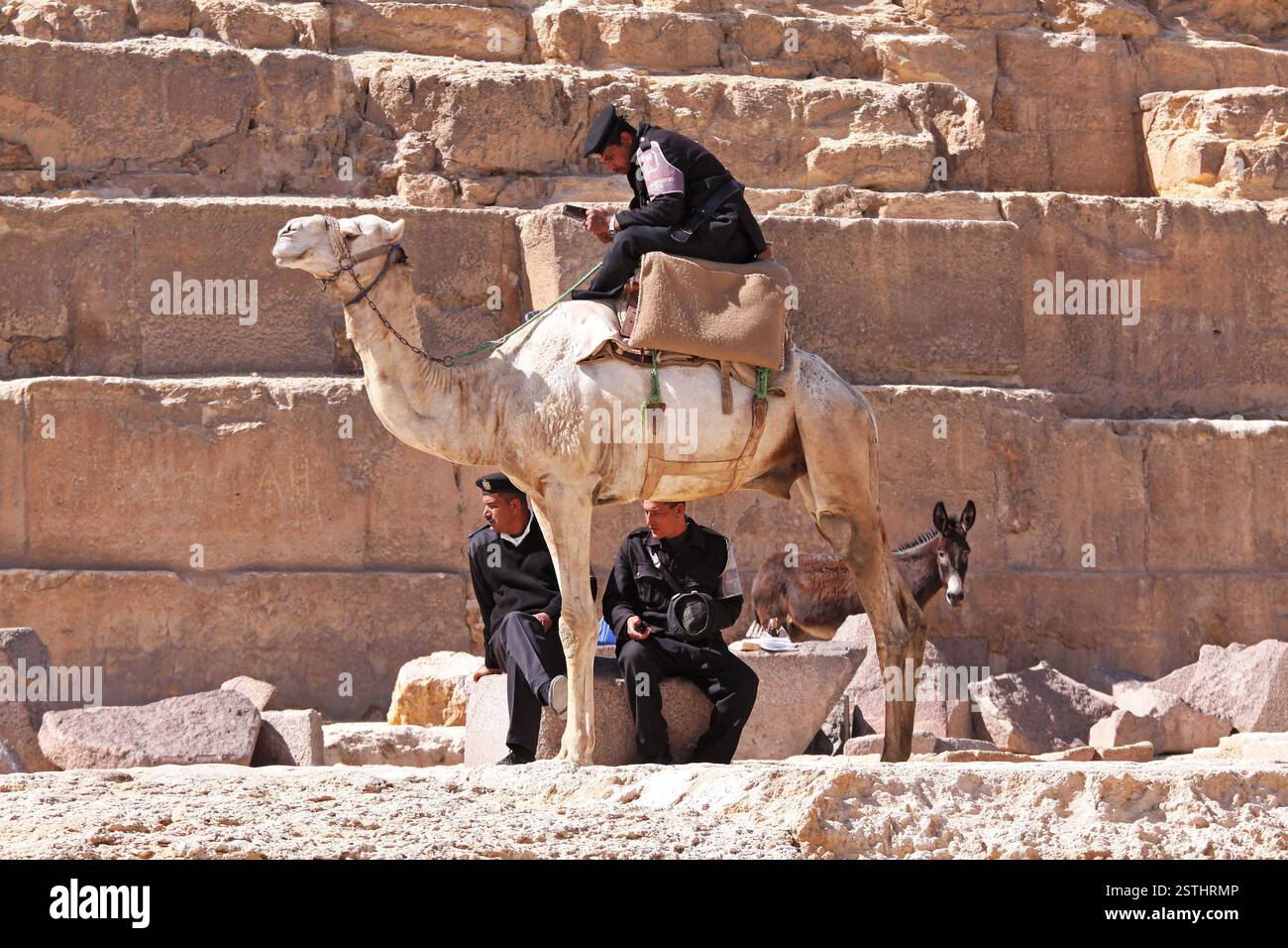 Donkey pyramid giza egypt hi-res stock photography and images - Alamy