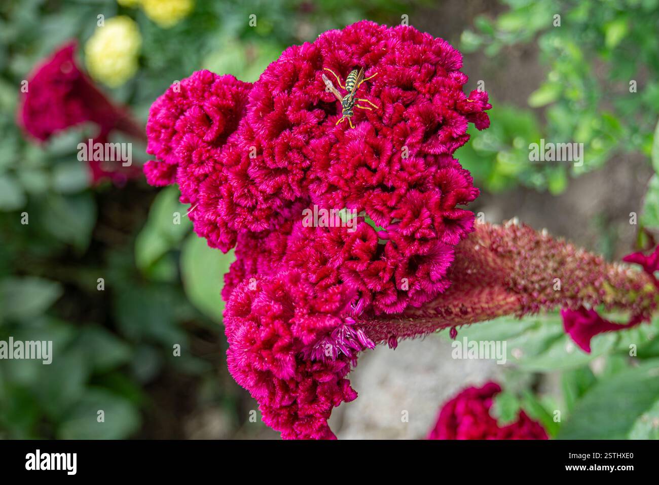 Macro photo of the unique Celosia Cristata flower. Ideal for botanical ...