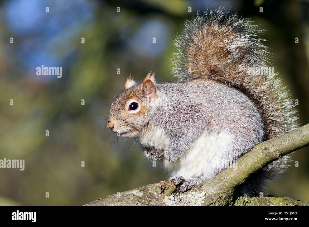 Grey squirrel sciurus carolinensis perched in a tree hi-res stock ...