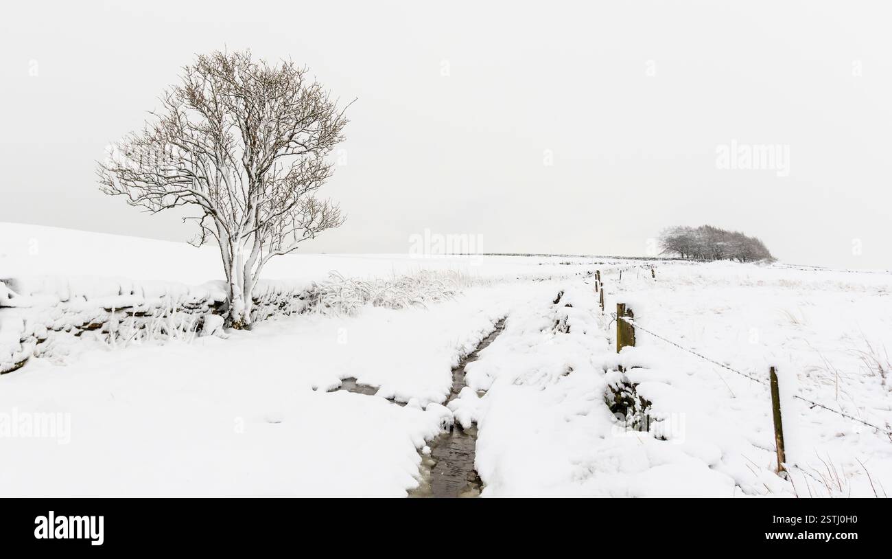 Whiteout trees hi-res stock photography and images - Alamy